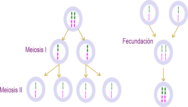 Ciencias de Joseleg: Trisomía y monosomía