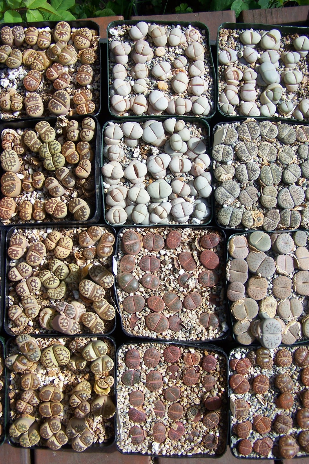 Oregon Cactus Blog: Lithops, Lithops, Lithops...