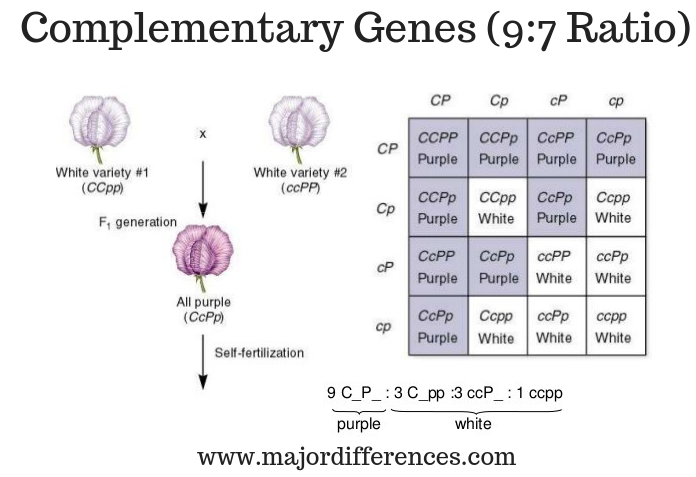 Difference between Complementary genes and Supplementary genes