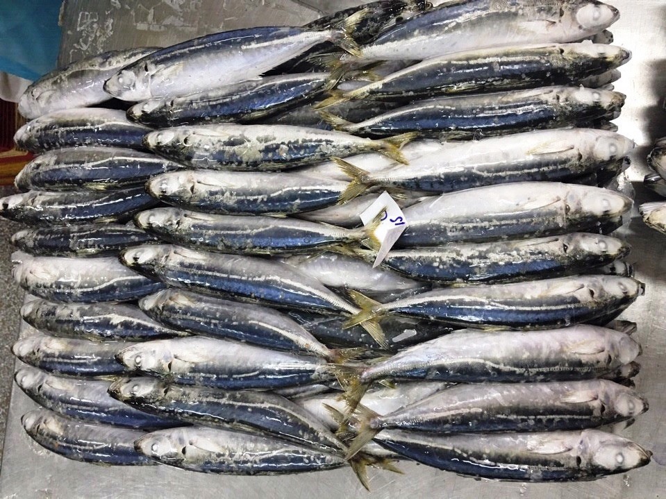 FROZEN WHOLE ROUND MUROAJI FOR BAIT - VIET SEAFOOD CO.,LTD