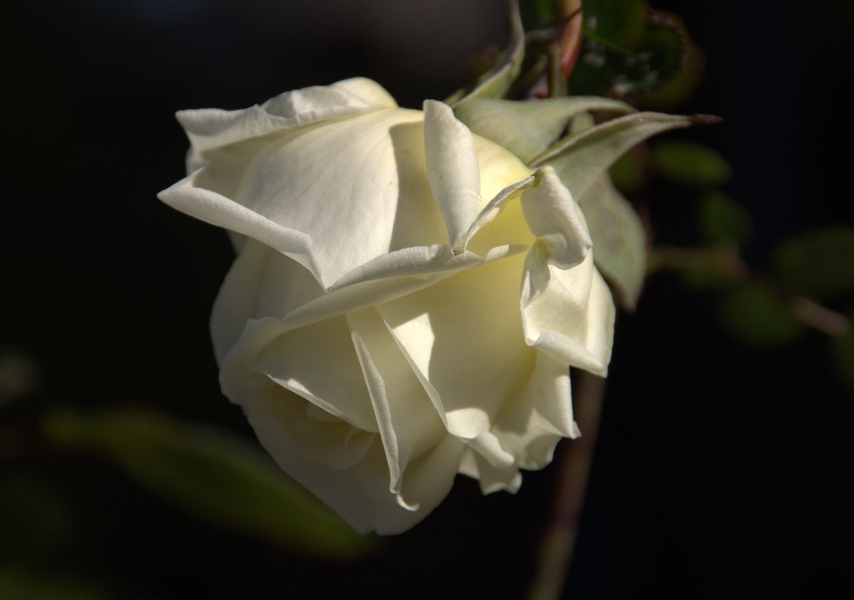 Organic Garden Dreams: February Roses
