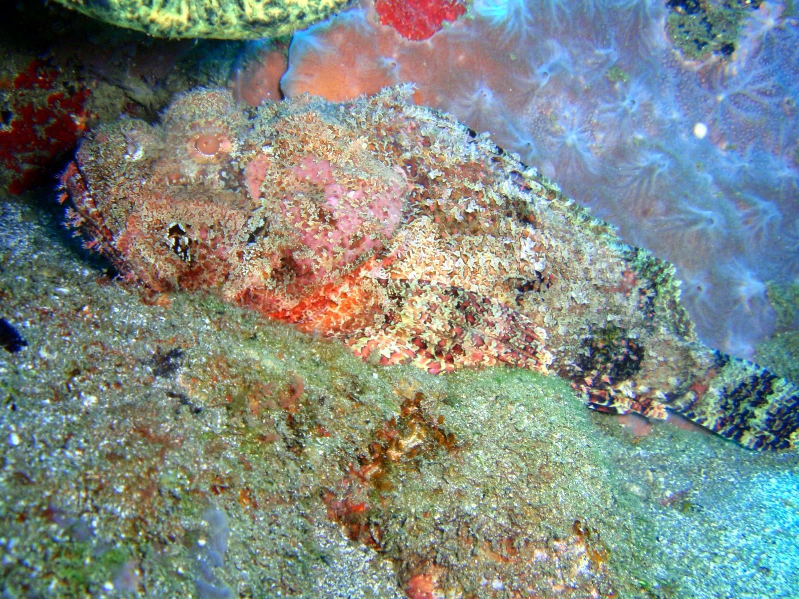 Photos de plongée - Poissons des Caraïbes