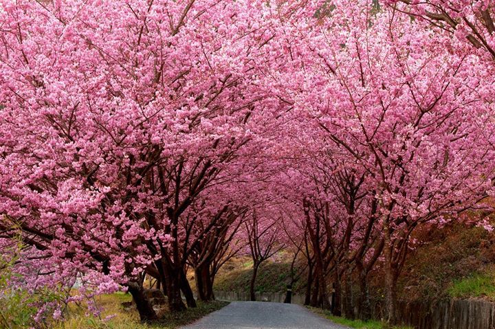 17 Destinations In Asia For The Best Cherry Blossoms Travel