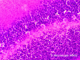 Microscope World Blog: Retina under the Microscope