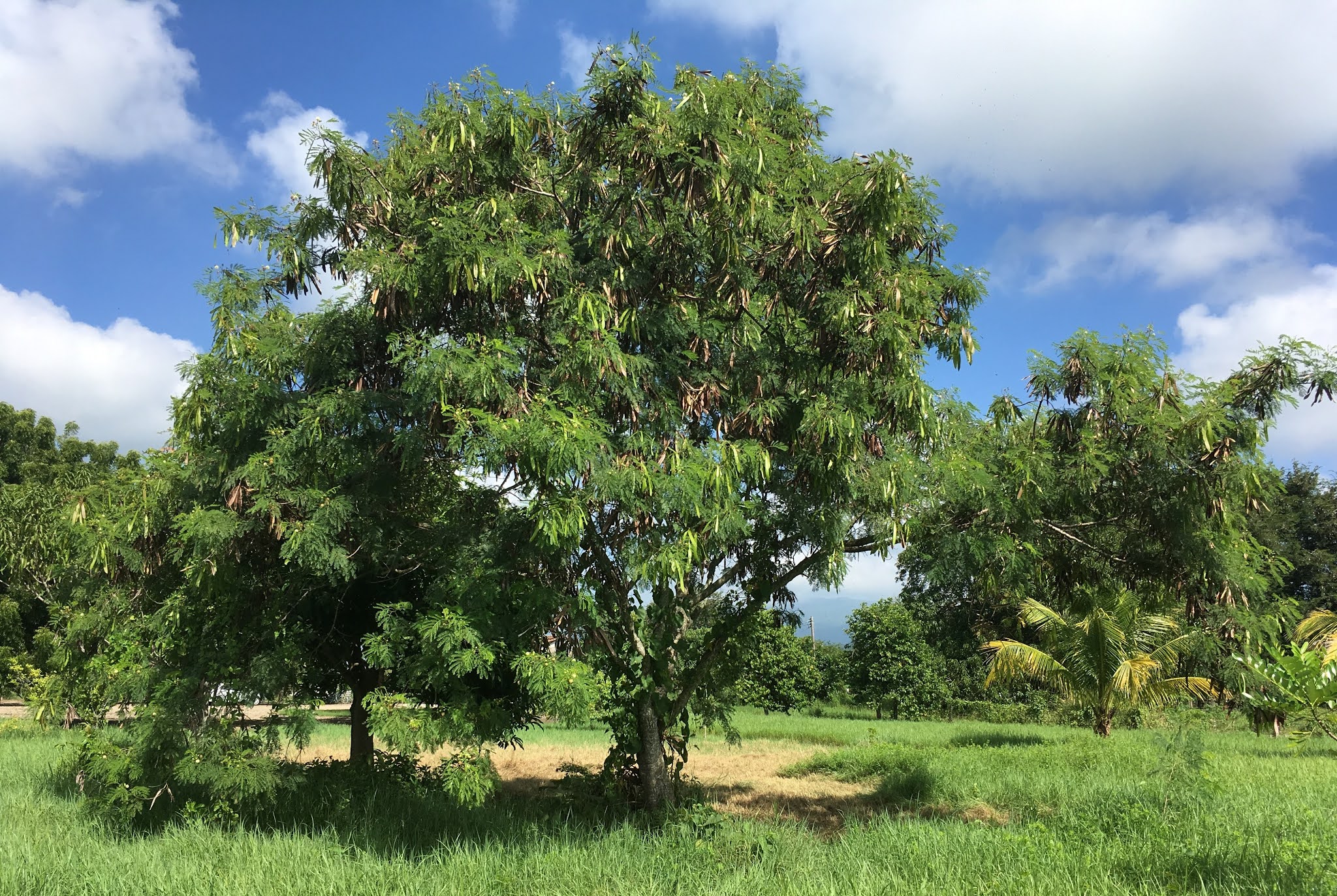 Conociendo México: Guaje, el árbol y fruto de origen mexicano
