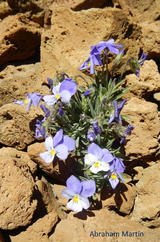 TENERIFE EN IMÁGENES: VIOLETA DEL TEIDE EN FLOR (MAYO, 2015)