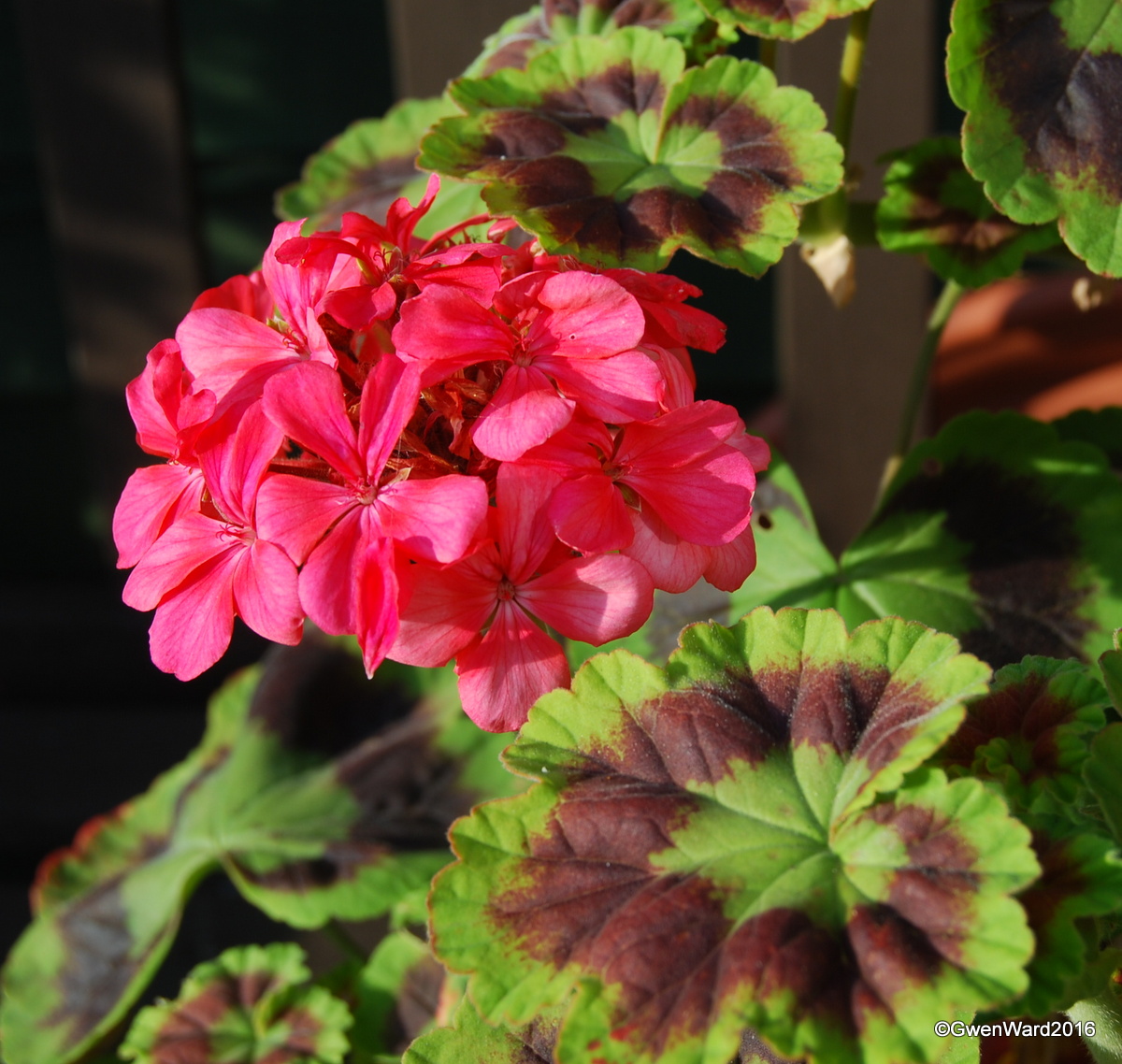 PERFECT PELARGONIUMS: BLACK JUBILEE - BASIC ZONAL PELARGONIUM