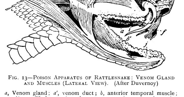Crayon Palace: Identify and color the parts of a rattlesnake