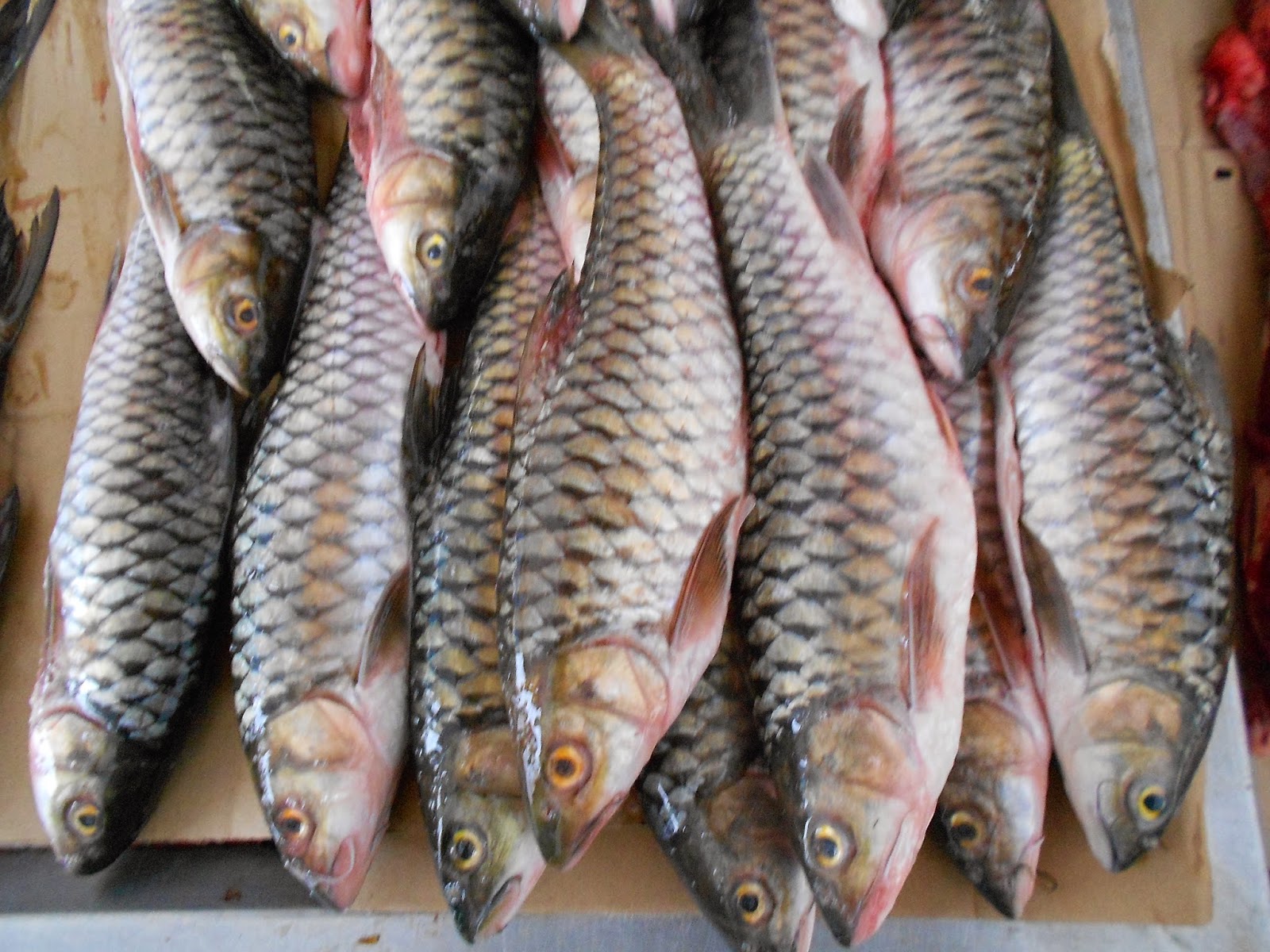 FREELITTLEBRAIN: Empurau - the most expensive fish in Sarawak