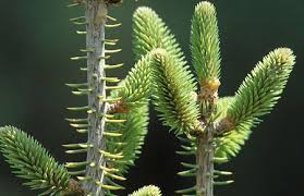 Hoja acicular (acicularis) - Botánica integra