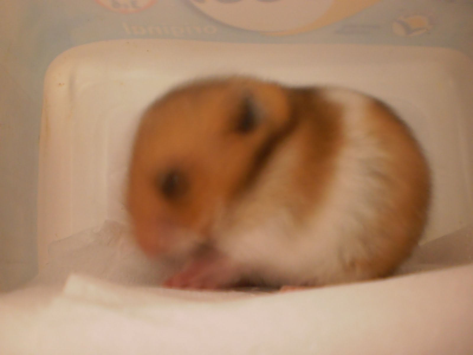 Hamster: raças de hamster