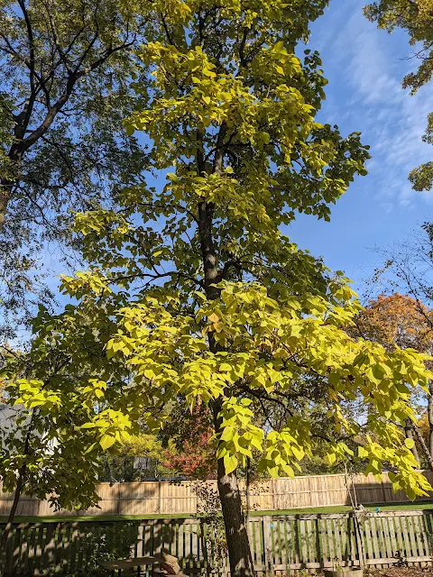 Catalpa Tree Fall Show - November 2021