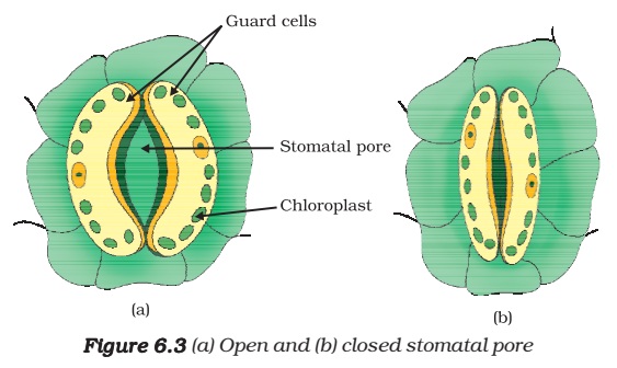 ATUL'S CLASSES: CLASS X SCIENCE-BIOLOGY