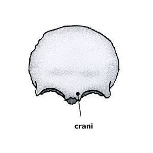 Els éssers vius...un món per descobrir!: Els ossos