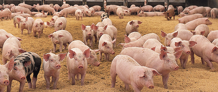 ORANGES AND LEMONS: EL CERDO