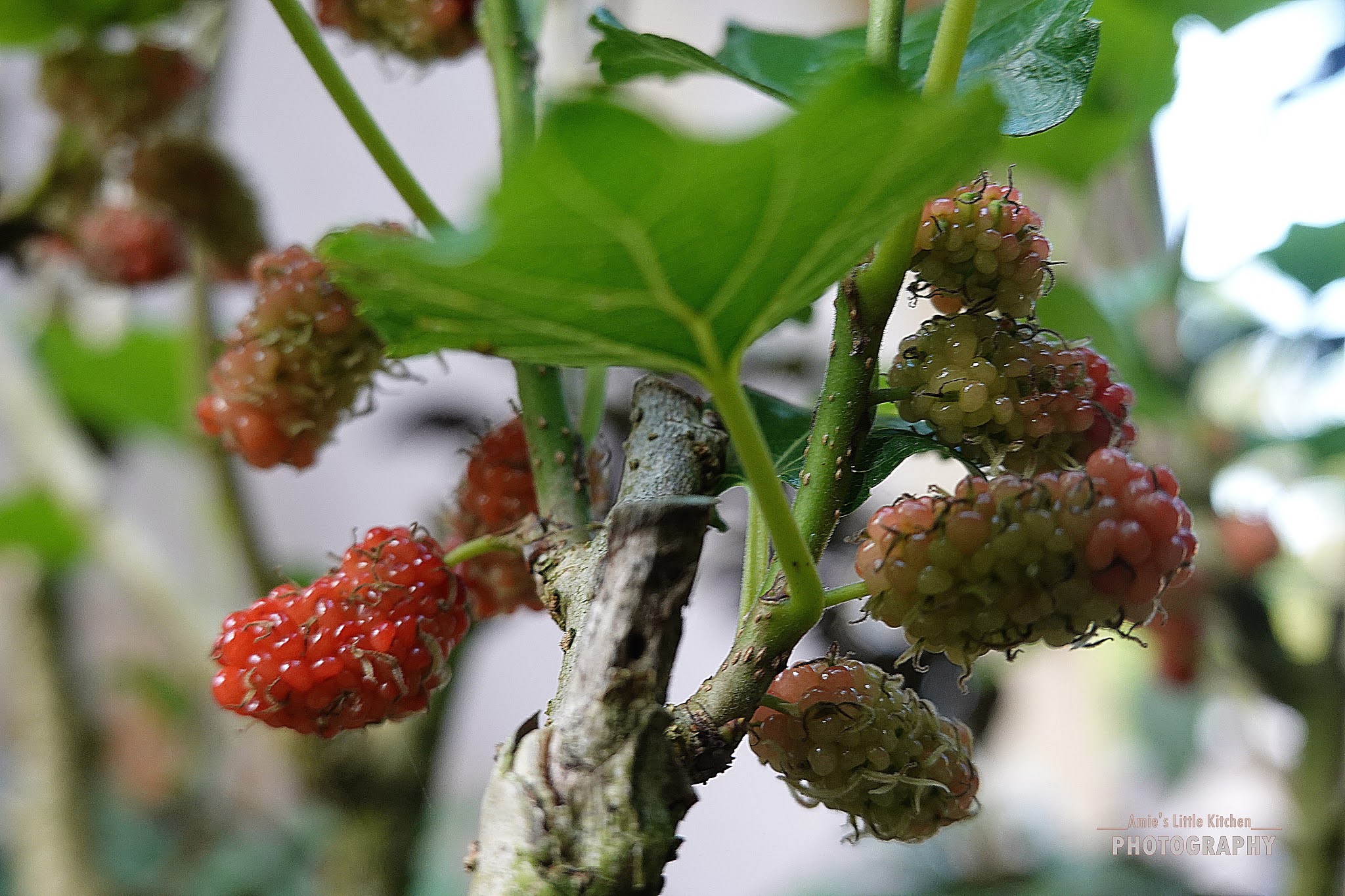 Mulberi Kampung - Amie's Little Kitchen