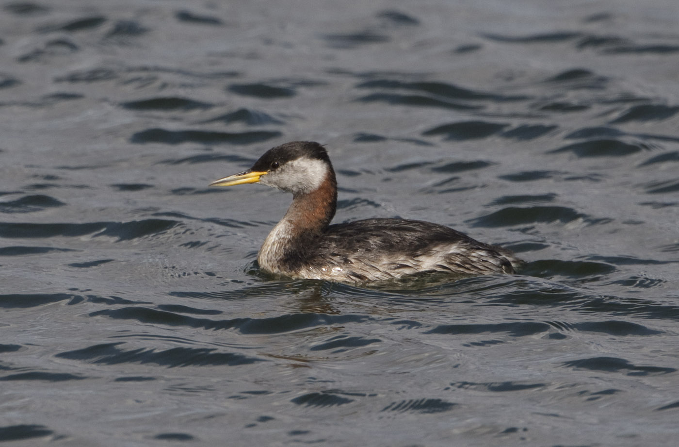pewit: Red-necked Grebes