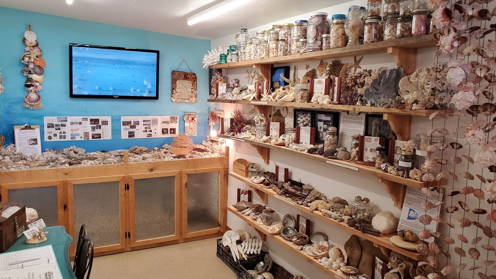 SeaShell Museum: SeaShell Museum Story