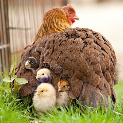 I love this photo and wonder how many more chicks are hiding under the ...