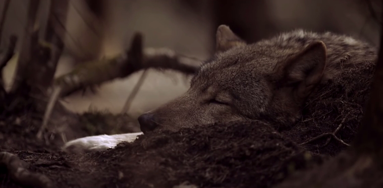 White Wolf : The Fascinating Bond Between Humans And Wolves By ...