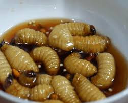 MAKANAN ORANG KITA " ULAT RUMBIA ATAU BUTOD " - Blog Khar KB