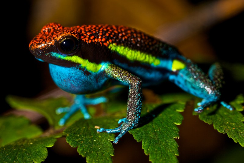 My Blue Space : Top Of The Most Poisonous Animals In The World