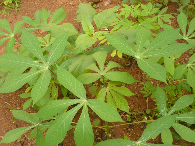 Our Edible Garden: Growing Tapioca