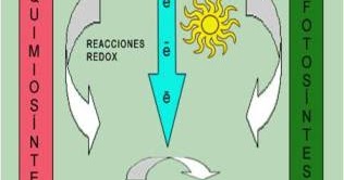 Biología para tus tareas: La Quimiosíntesis.