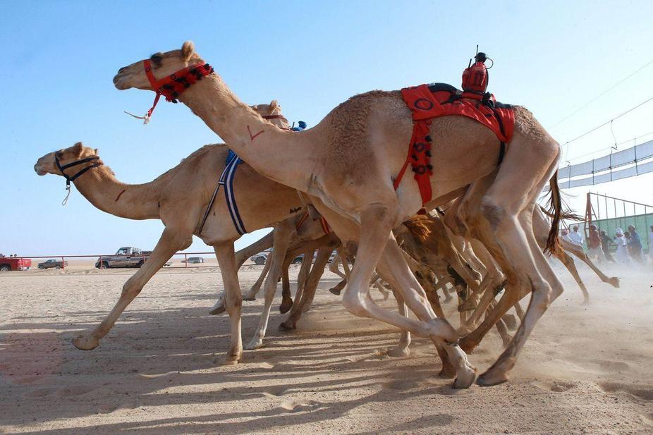 Qatar camel racing - Qatar Photo Gallery-Picture Around Qatar