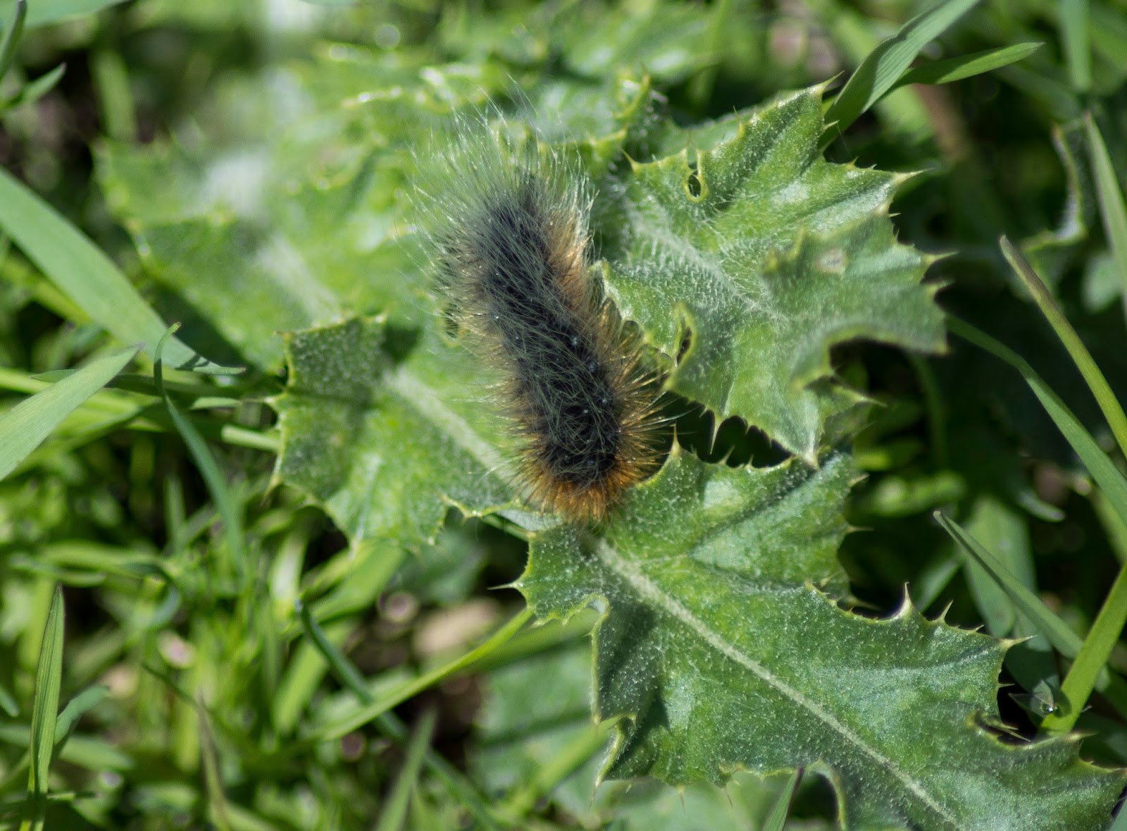 Pam's Place: RSPB Saltholme
