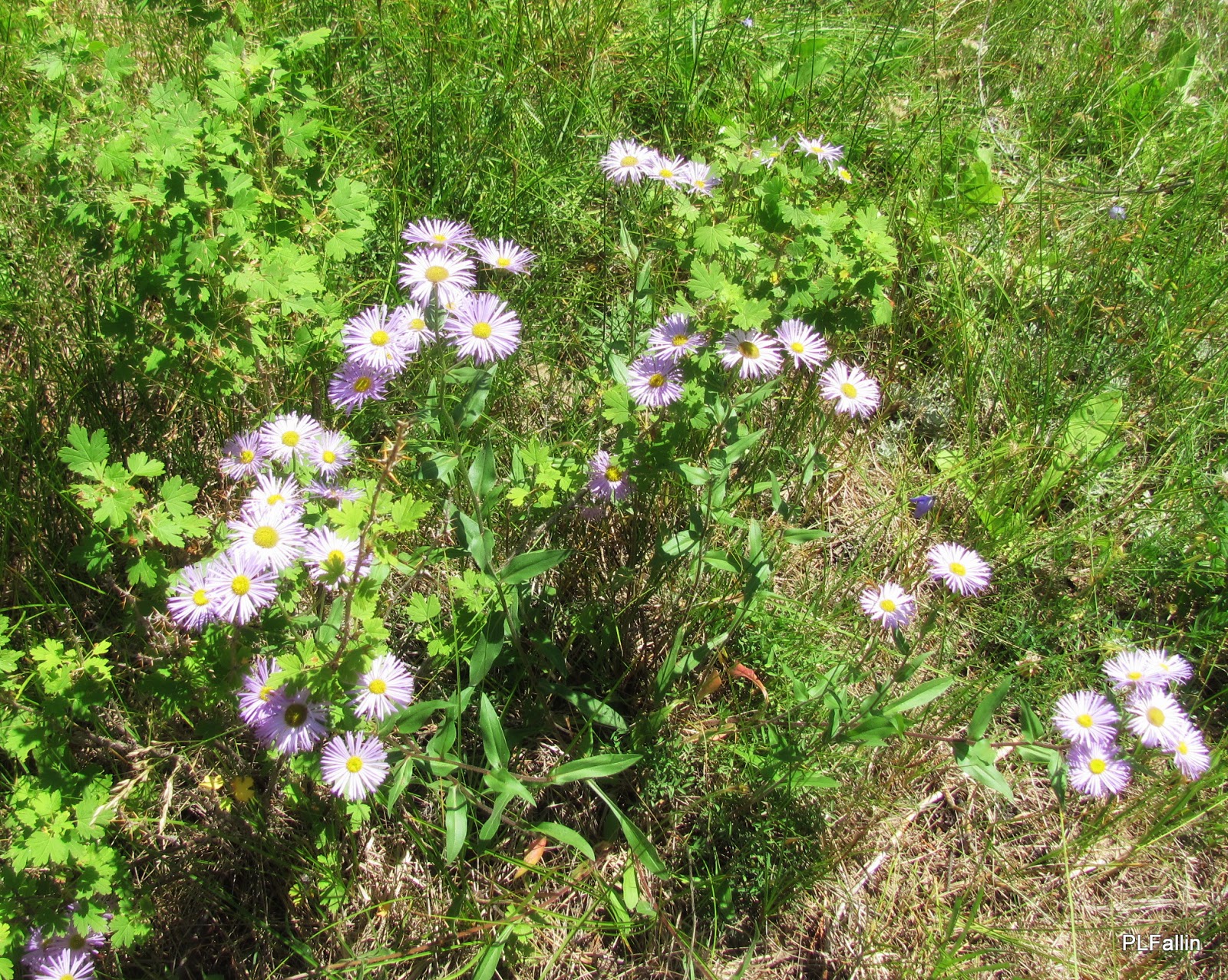 PL Fallin Photography: Ranger Meadows Trail at Shadow Lake Dam