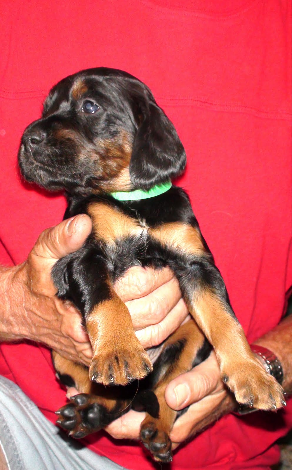 Gordon Setter Crossing: Gordon Setter Puppies - 3 Wks. & 5 Days Old