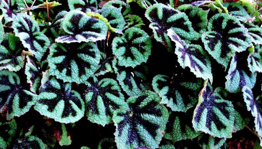 Garden Chronicles of James David: Begonia - Iron Cross (Updated 2021)