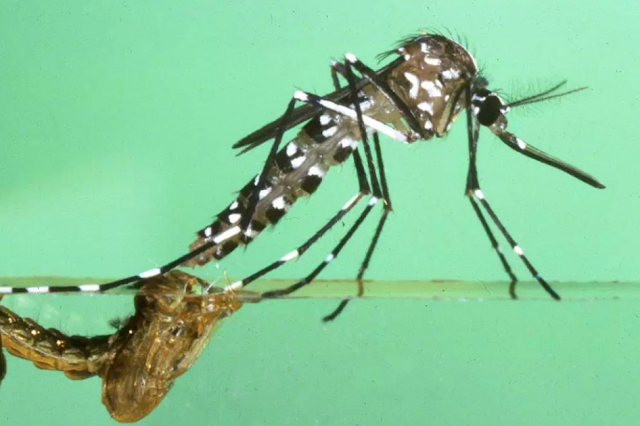 AEDES AEGYPTI TRANSMITE NOVA DOENÇA; SAIBA QUAL É: - CNI