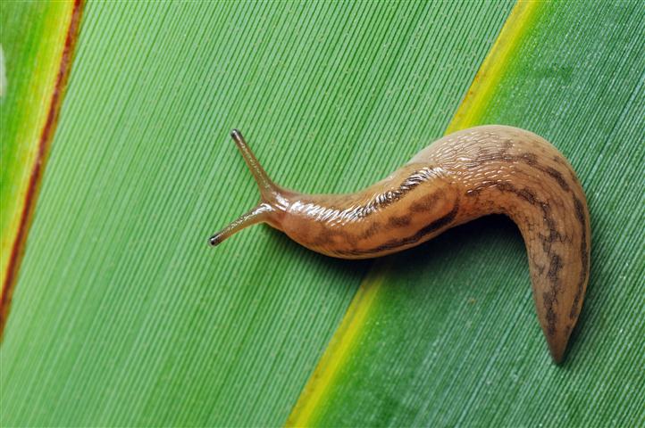 Bryce McQuillan Macro Photography: Slugs/Snails and Velvet Worms