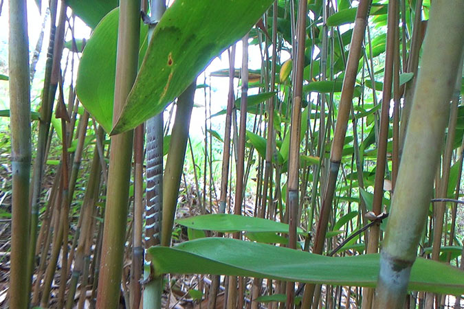Tiger grass (Thysanolaena maxima)