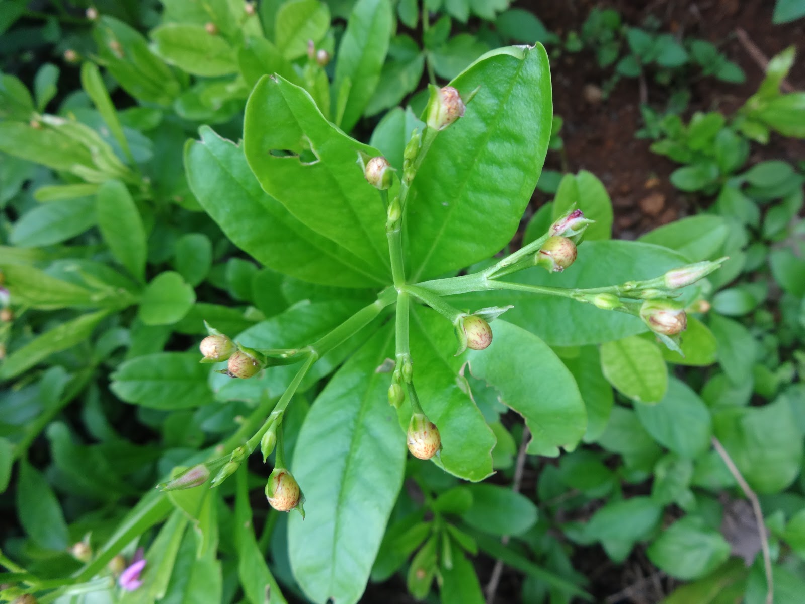 Herbs from Distant Lands: Talinum triangulare - Philippine Spinach ...