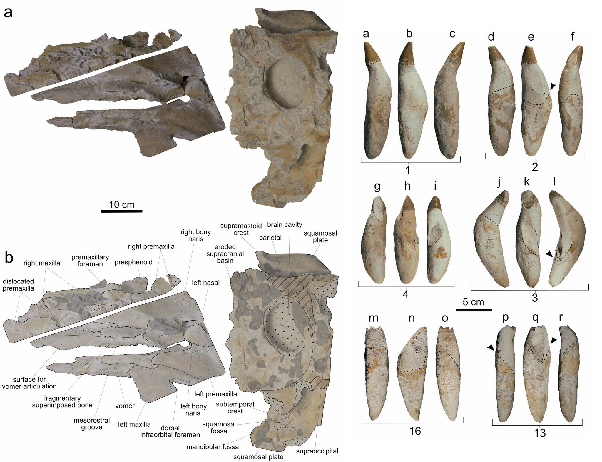 The Coastal Paleontologist: 2020 in review: advances in marine mammal ...