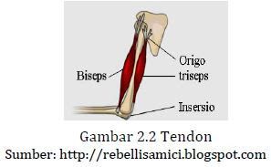 Materi Otot Manusia Mapel Biologi kelas 11 SMA/MA - Bospedia