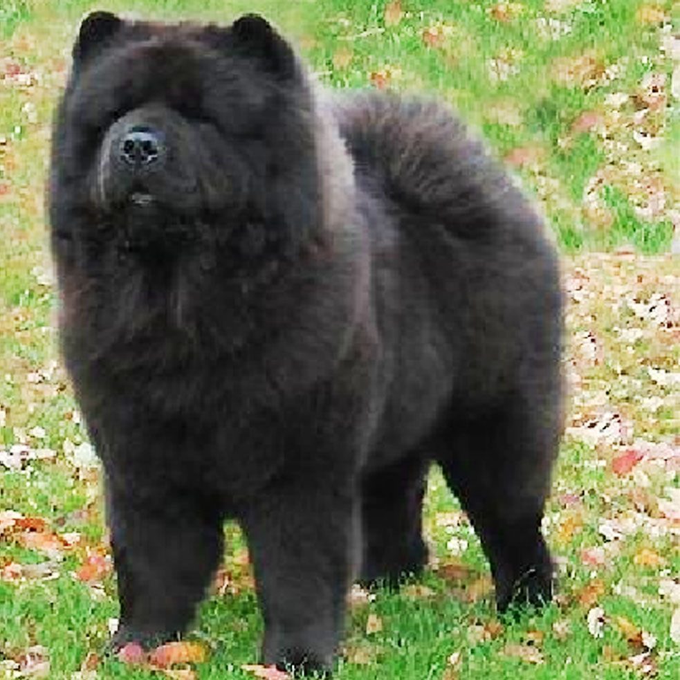 NUNCAJAMAS COCKER: LA LENGUA AZUL DE LOS CHOW CHOW Y MÁS COSAS