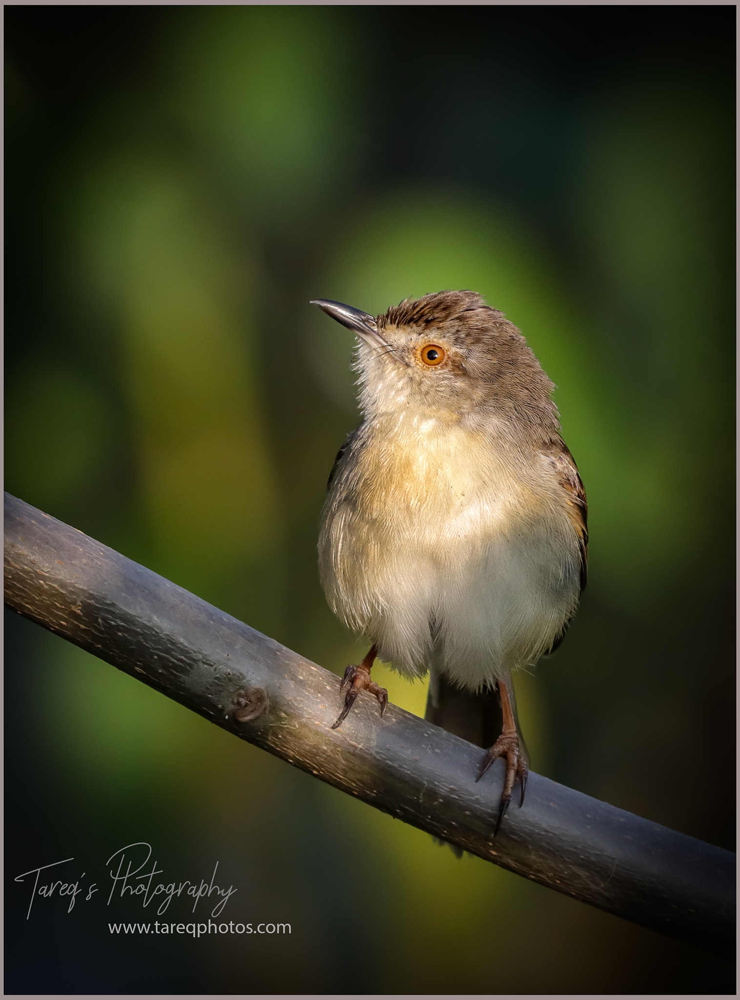 Plain prinia