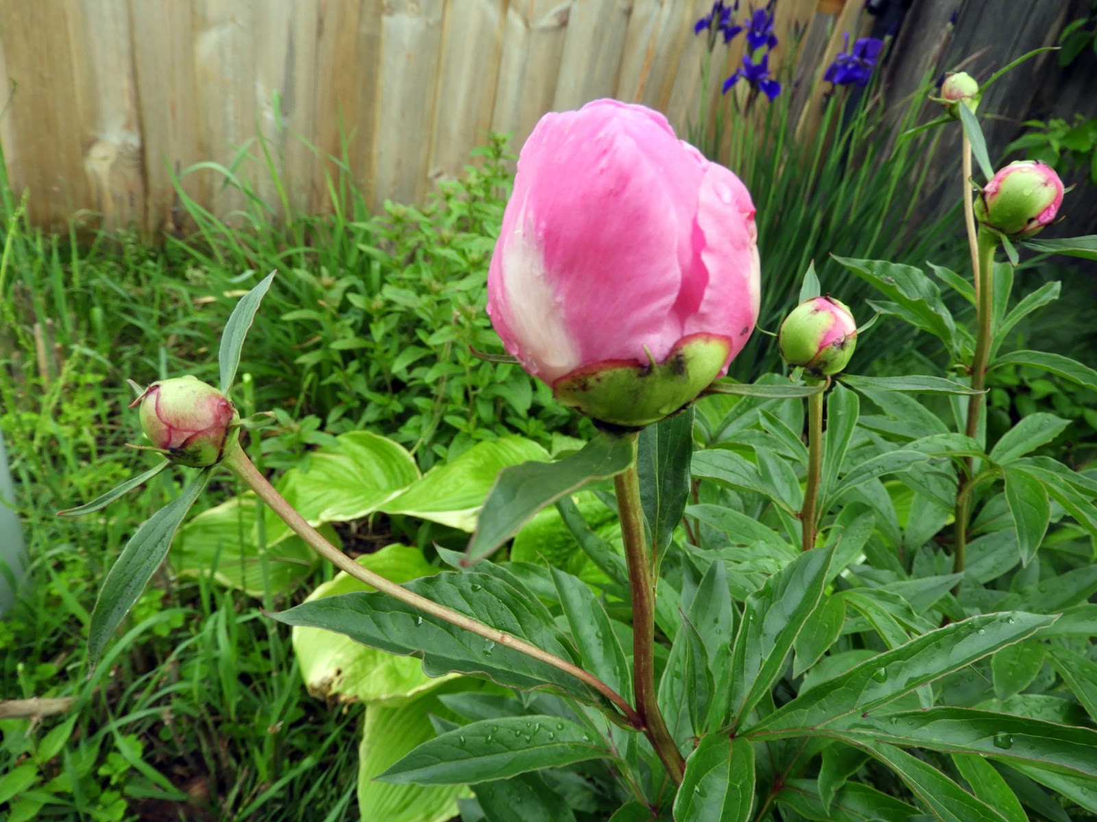 Larry's Creative Zone: Iowa Wild Rose.....