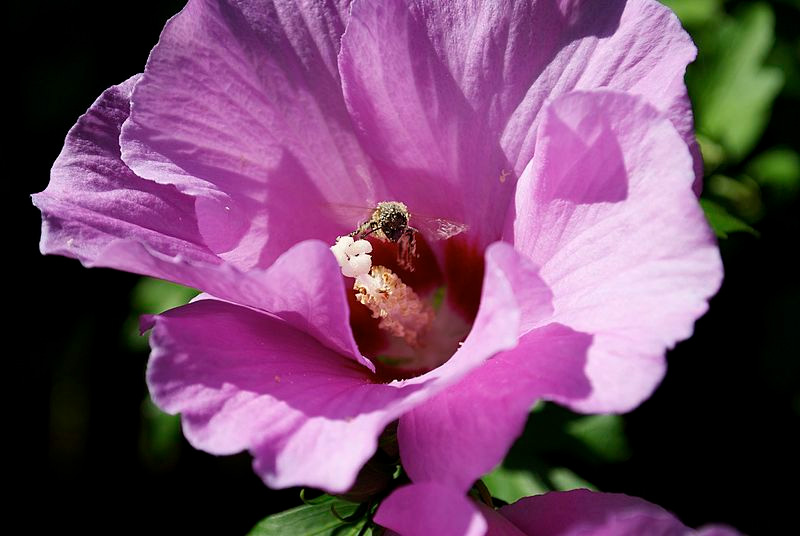 Land of Israel: Flowers and Plants in Israel