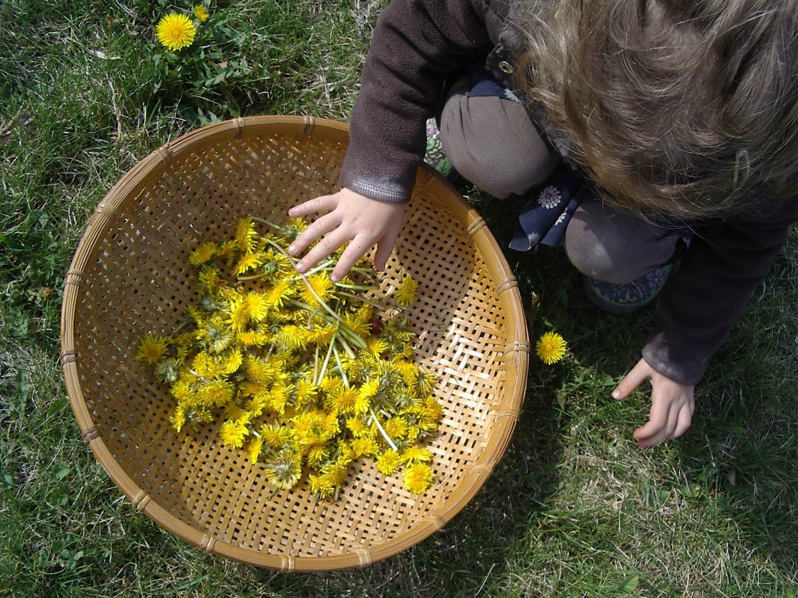 Little City Farm: Dandelion Harvest