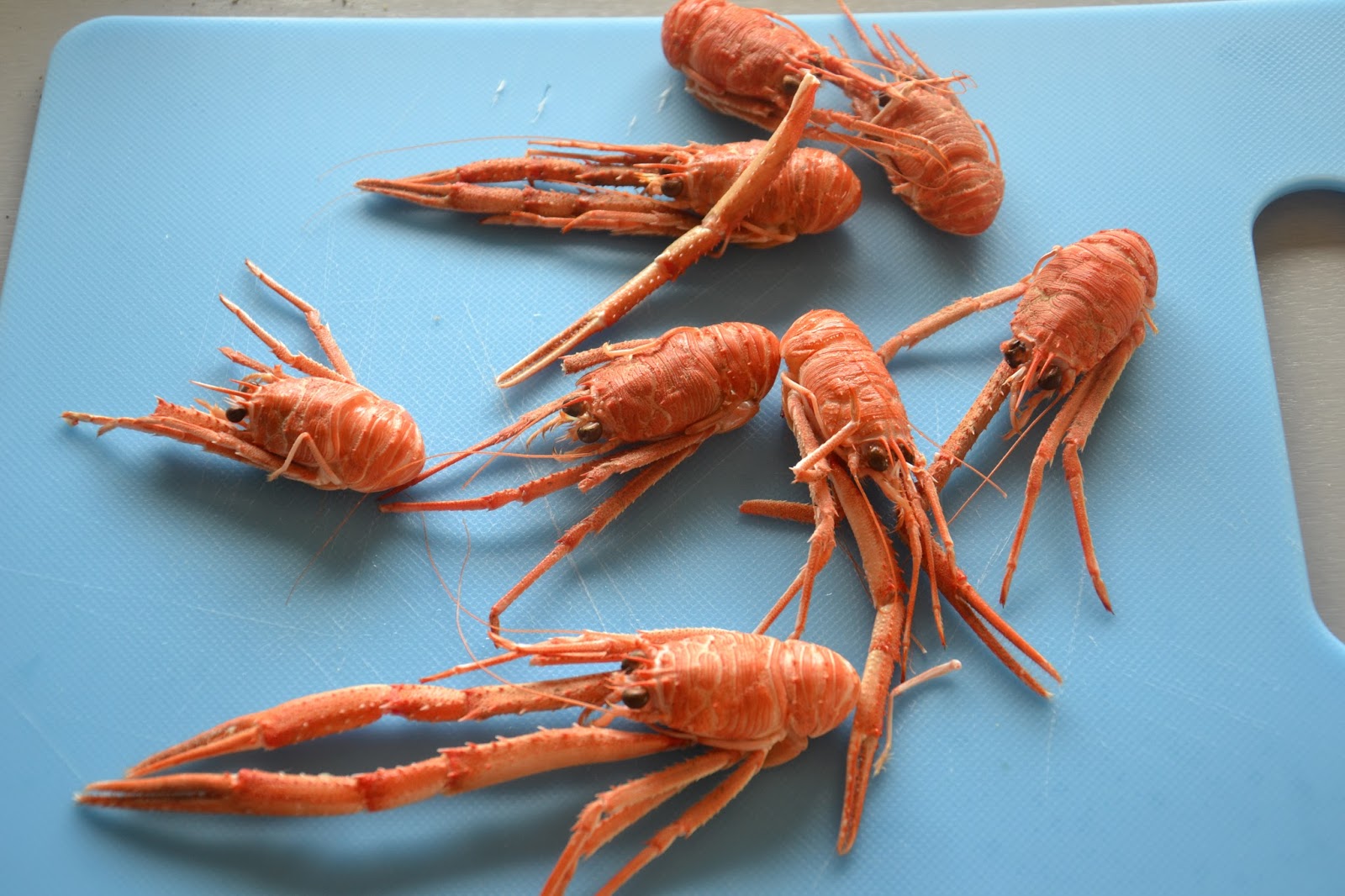 Oppdag Fisk!: Langfingerkreps/Rugose Squat Lobster/Munida Rugosa (Saltvann)