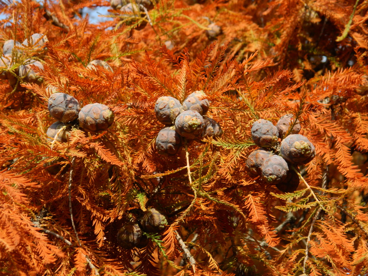 LA MULTI ANI, ROMANIA!: Fructe de chiparos