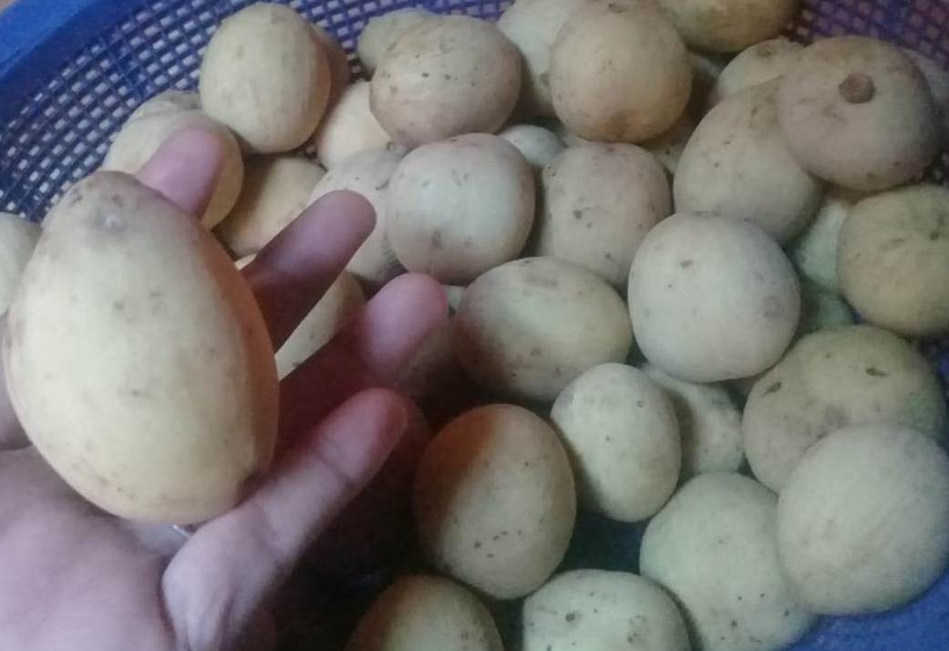 Antara Buah Langsat dan Buah Duku.