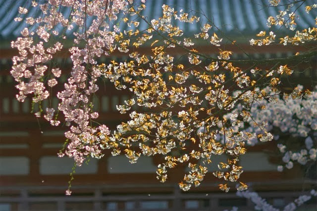 Sacred gateways of Japan: The Manyoshu Project