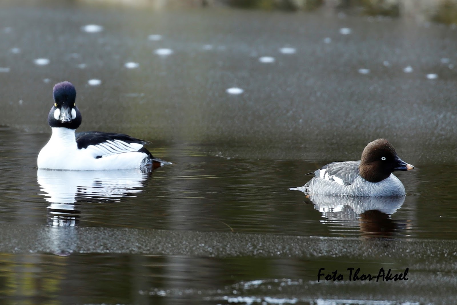 Thor-Aksel`s FOTO BLOGG: Kvinand i Sjæltjønna i Malvikmarka