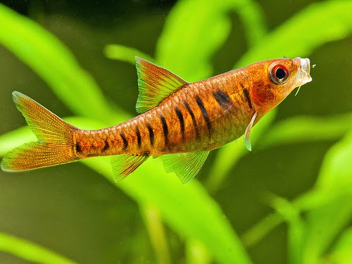 Ikan Hias African Banded Barb - Dunia Akuarium